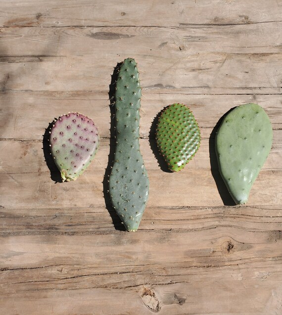 Santa Rita, Cow's Tongue, Rufida and Spineless Opuntia Prickly Pear ...
