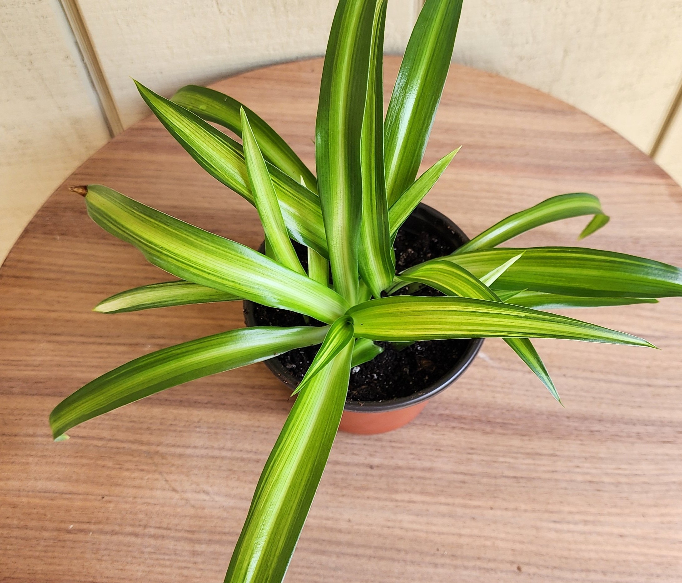 Hawaiian Spider Plant - Etsy