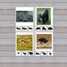 Safari Animal Shadow Matching Clip Cards: Printable Montessori Game ...