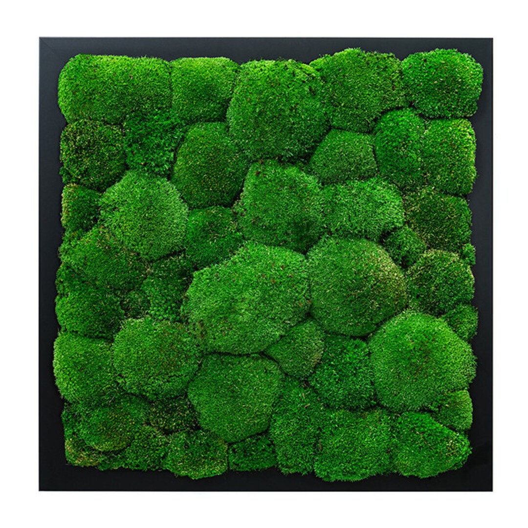 Arte de pared de musgo I Musgo preservado I Arte de pared verde I ...