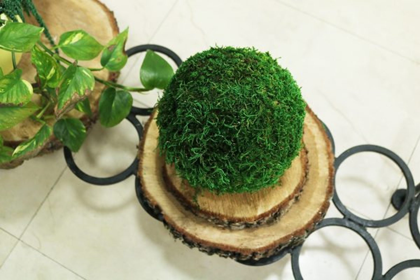 Moss Ball I Preserved Moss Ball I Preserved Moss I Moss Decor I - Etsy