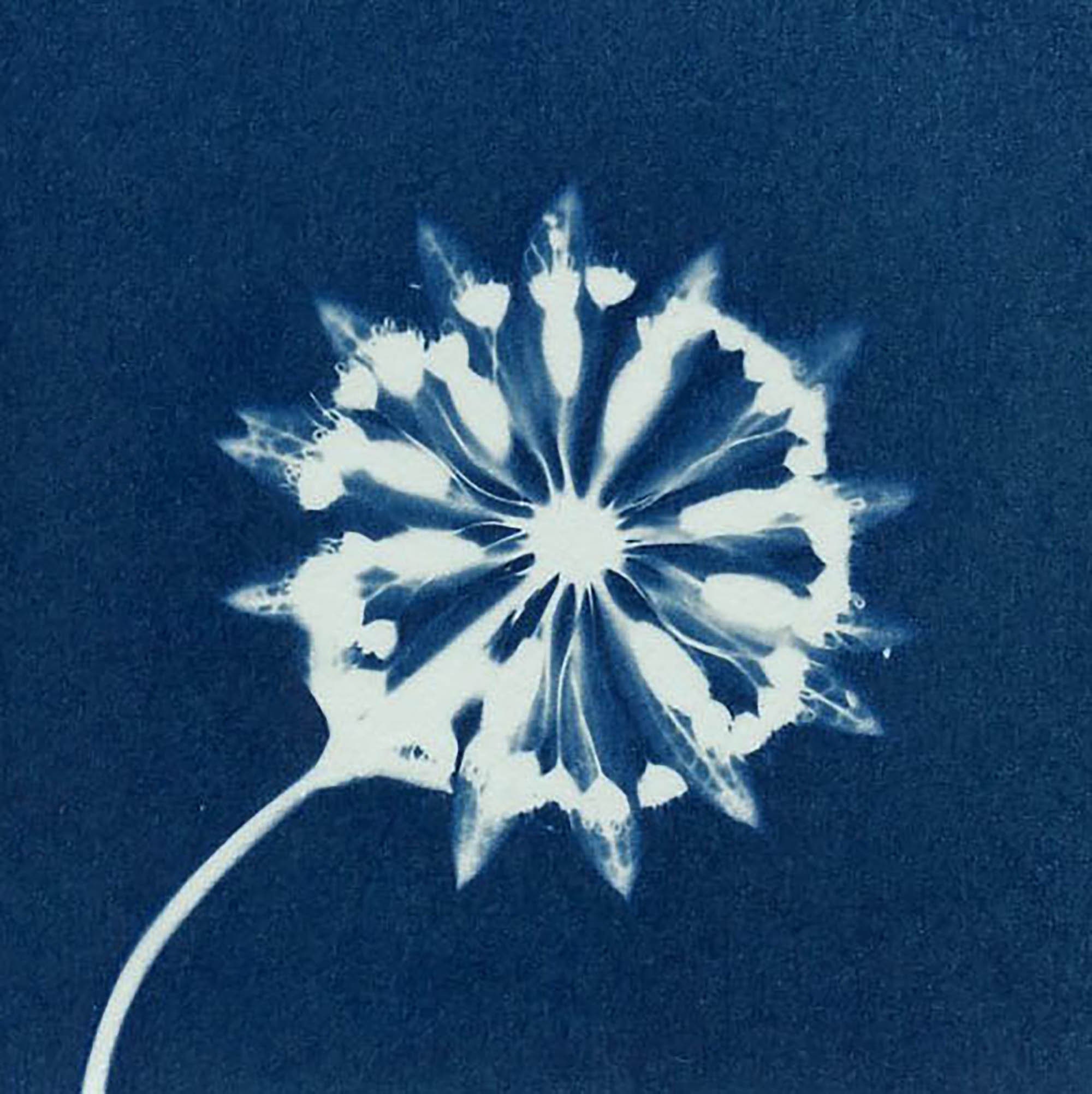 Original Pressed Flower Cyanotype Print | Etsy