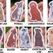 Dog Stickers, Dog Breed Sticker, Puppy Sticker, Stickers, Gift Ideas - Etsy