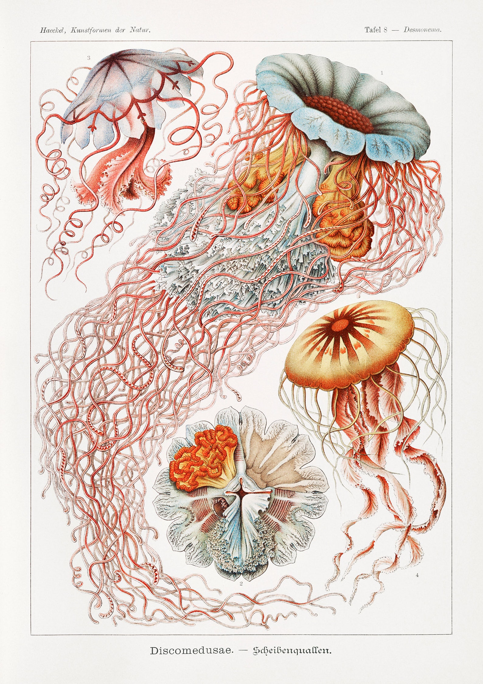 Marine Life Print Ernst Haeckel Poster Nautical Wall Decor - Etsy UK