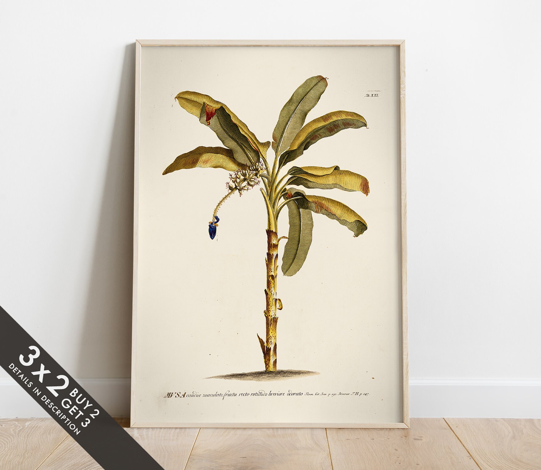 Plantain Tree Drawing