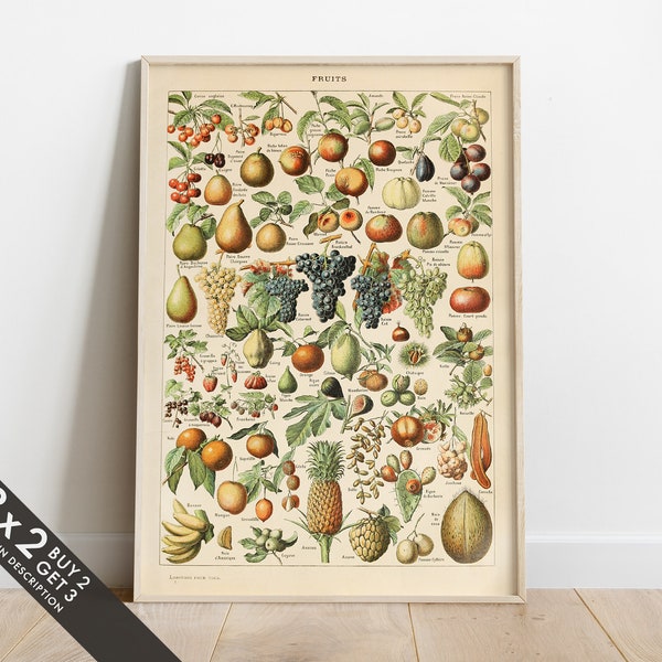 Fruit Poster - Etsy