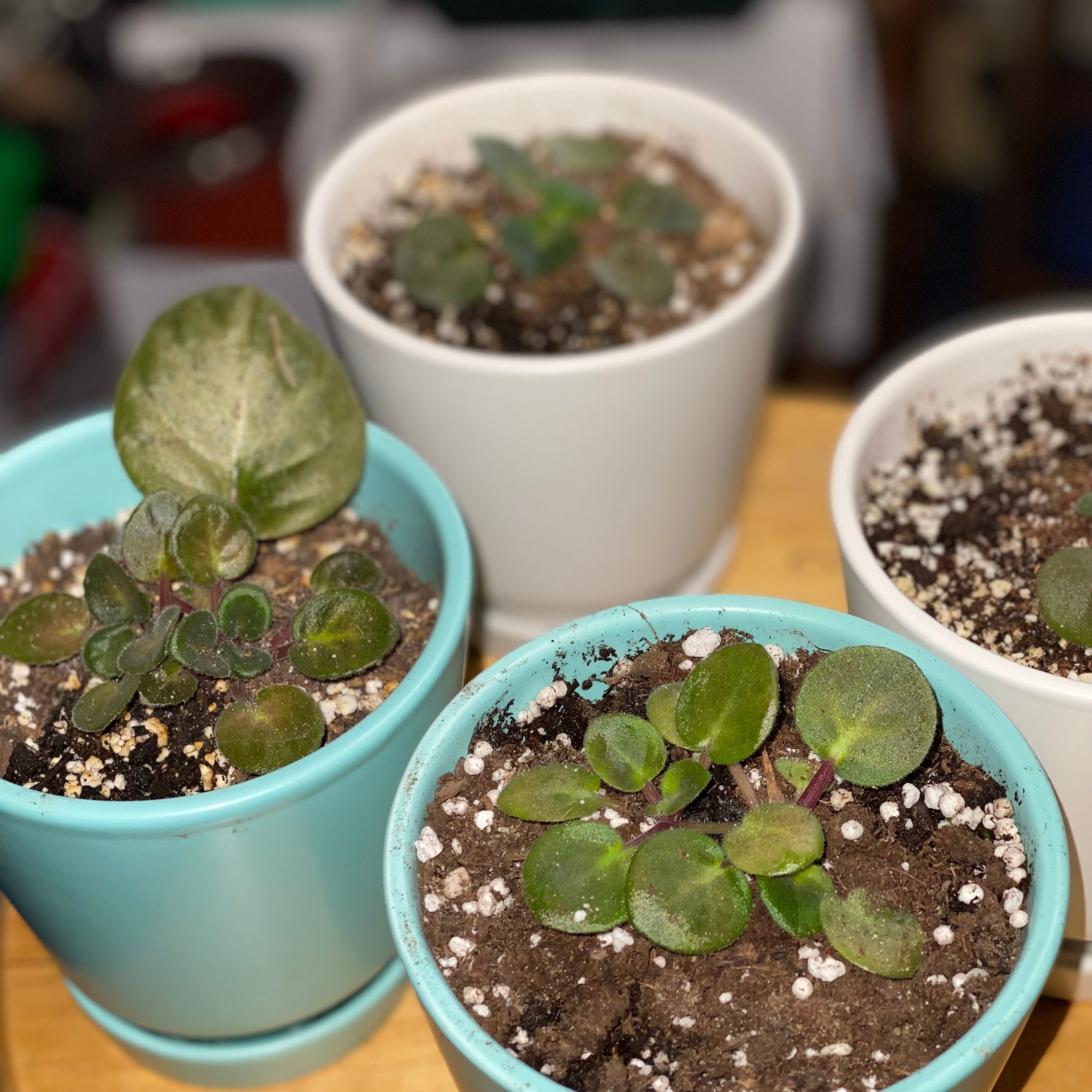 African Violet, Rooted Cuttings, Live Plant Cuttings, African Violet ...