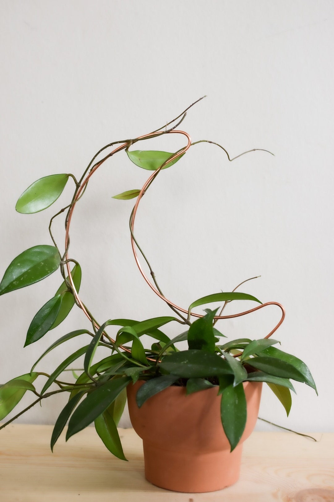 Moon Trellis Copper Trellis Plant Stick Houseplant Stake - Etsy