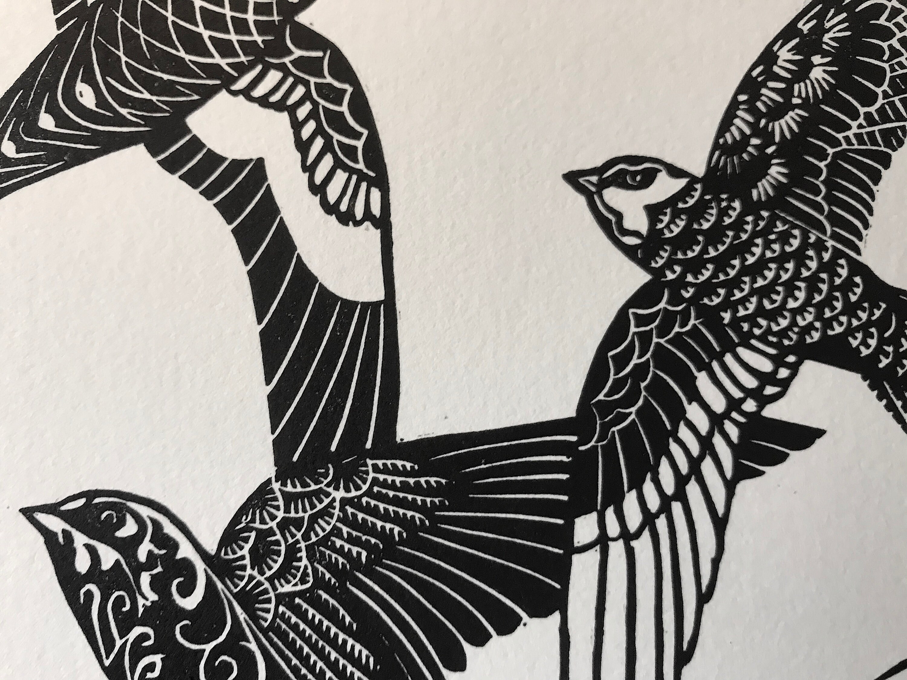 Swifts Bird Art Richard Studer Wall Art Limited Edition - Etsy