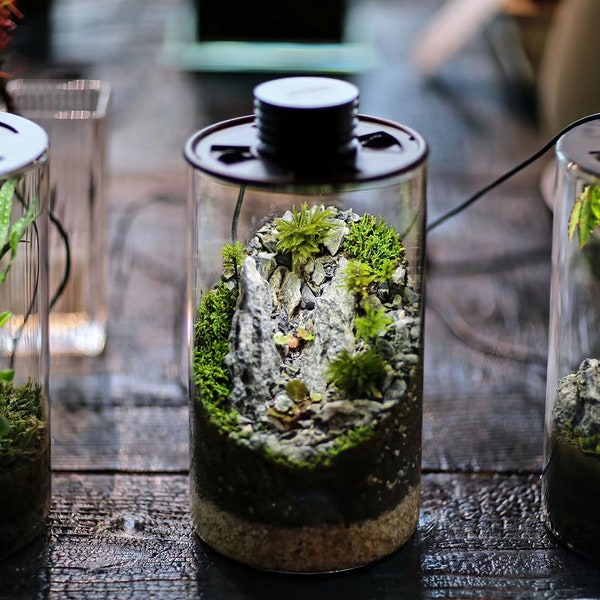 Desktop Terrarium - Etsy