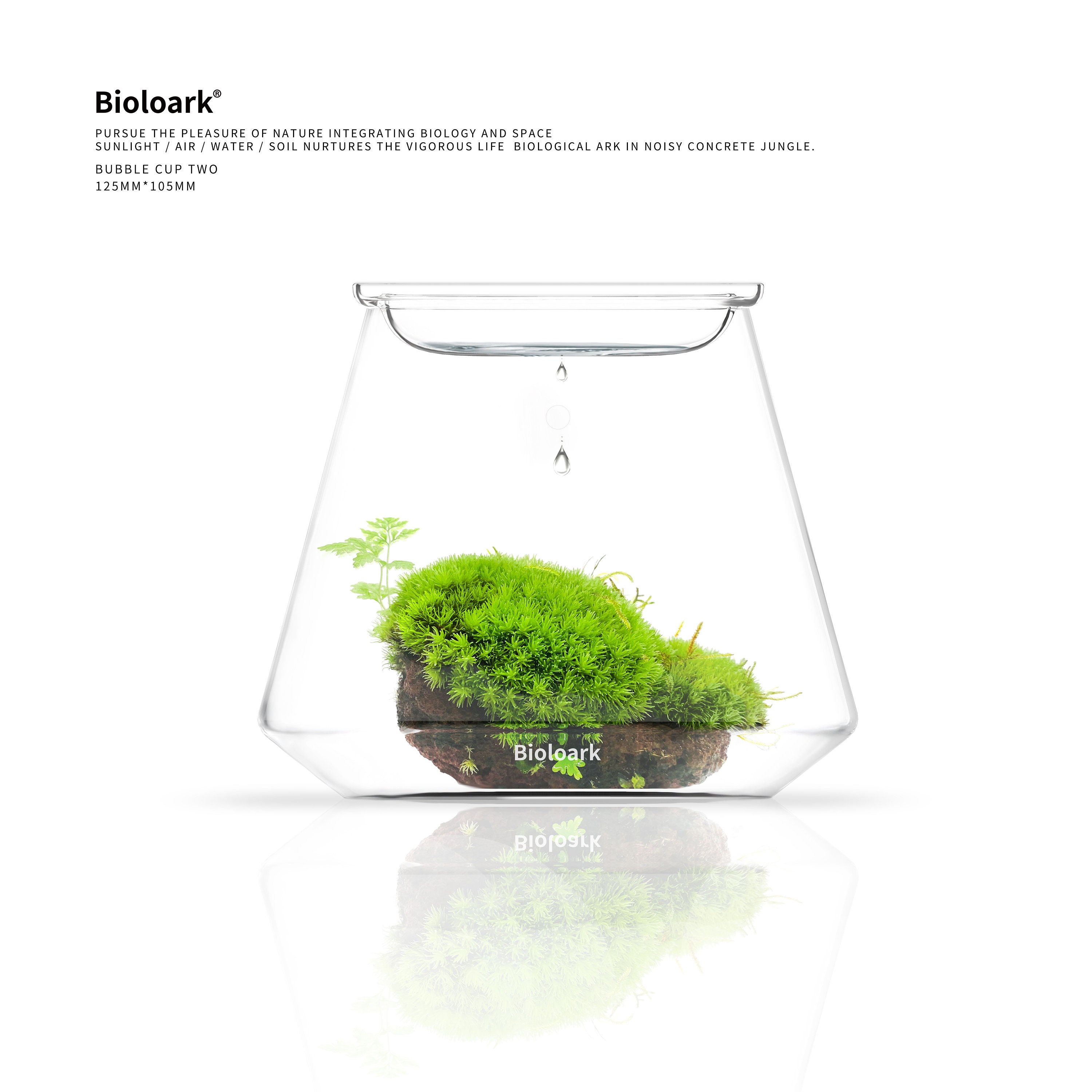 Bio Bottles Emerald Garden Mini Desktop Terrarium (bubble Cup Set ...