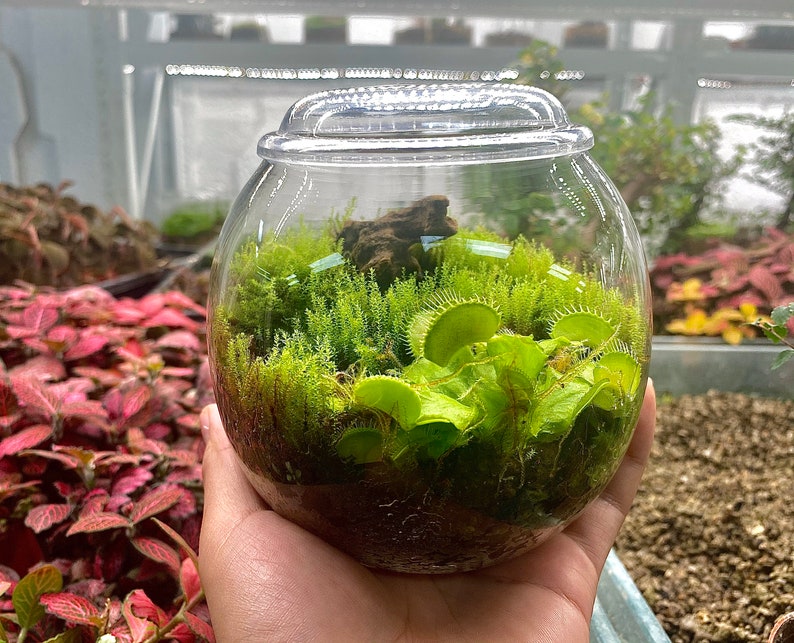 Bio Bottles Emerald Garden Mini Desktop Terrarium (bubble Cup Set ...