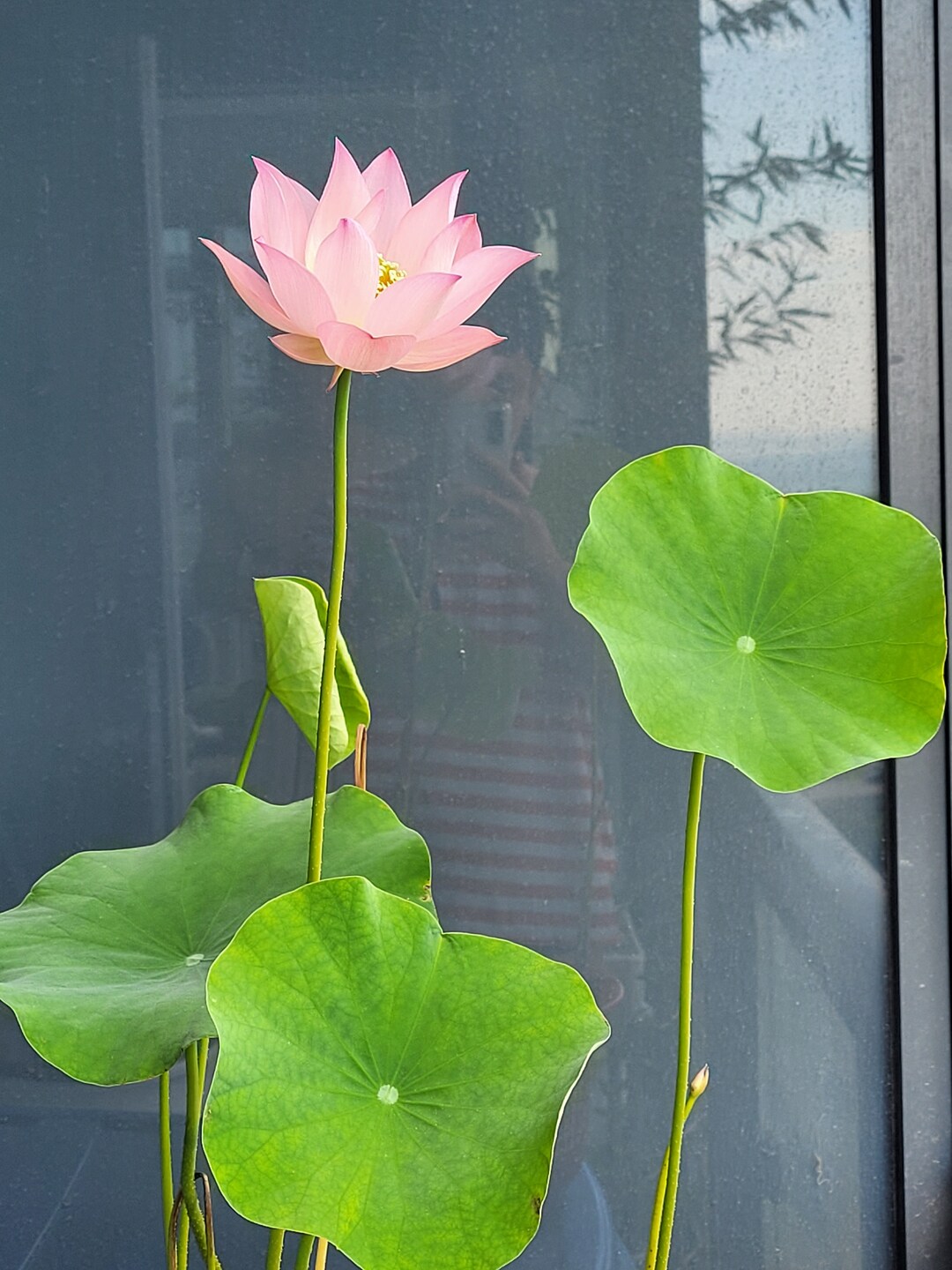 Mini Lotus Seeds and Roots. Mother Plant List in Picture - Etsy Canada