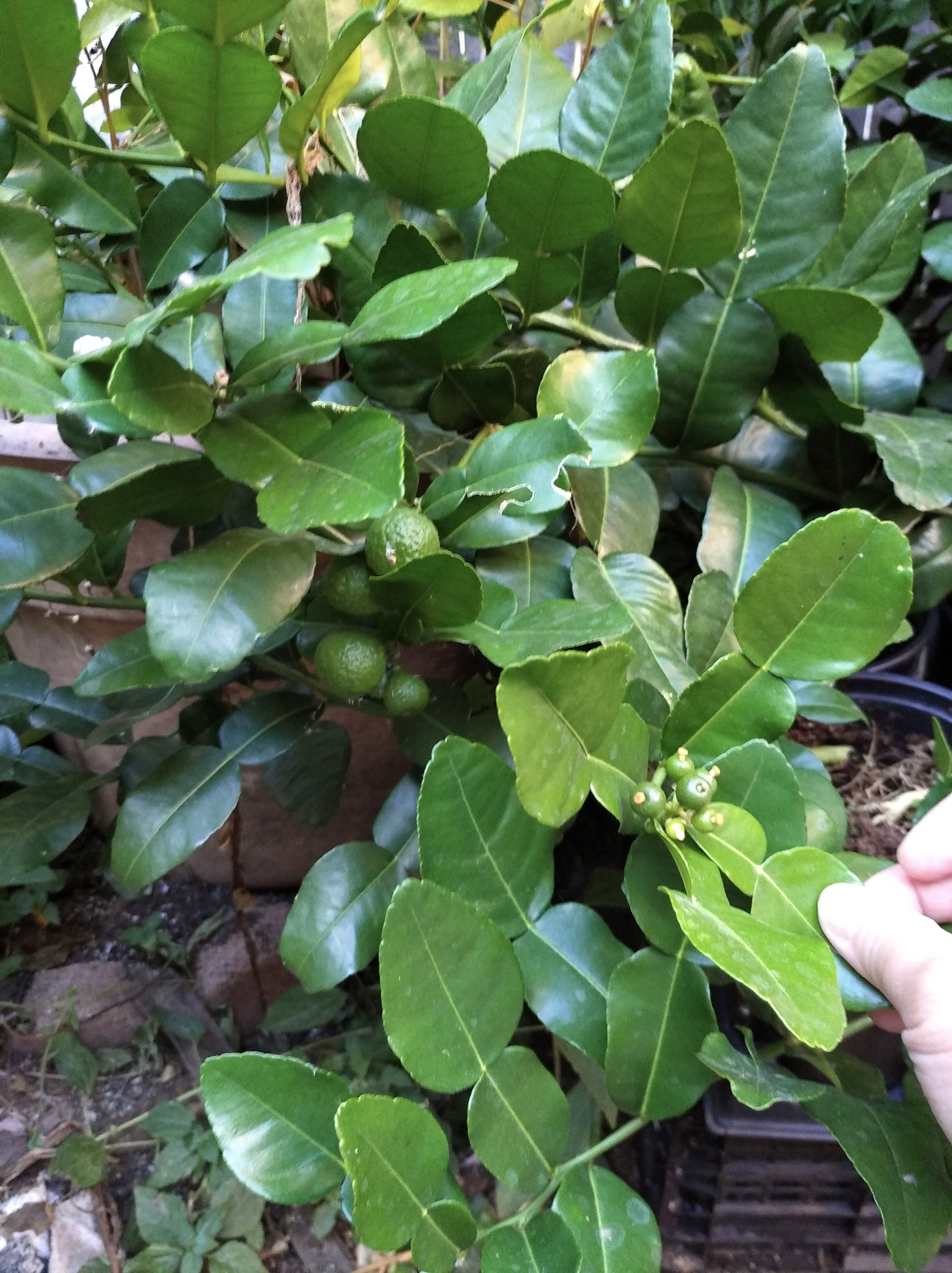 Large 38" Tall Fruiting Kaffir Line Fruit Trees, Live, Fresh, Organic ...