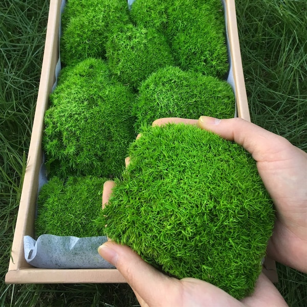Live Moss - Etsy