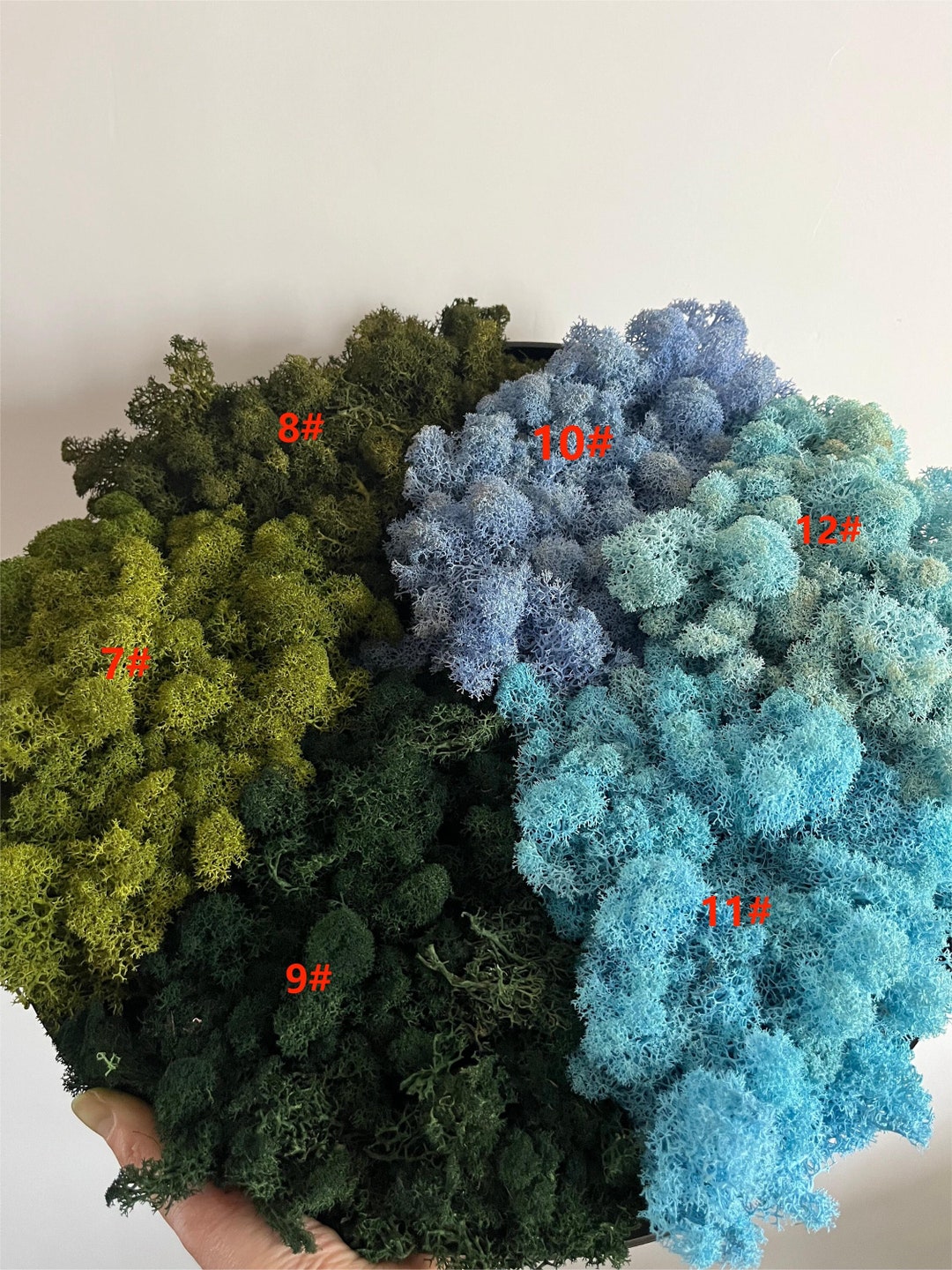 15oz Dyed Reindeer Moss: Preserved Lichen for Wall Art Decor - Etsy