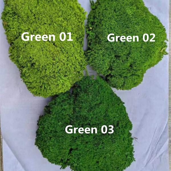 Green Sheet Moss - Etsy