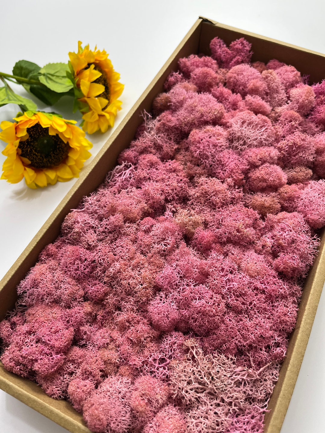 10oz Preserved Reindeer Moss Kit: Natural DIY Terrarium, Garden & Wall ...