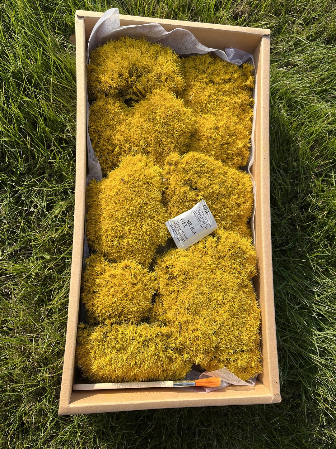 High Quality Moss Preserve Moss for Terrariums, Vivariums, Fairy ...