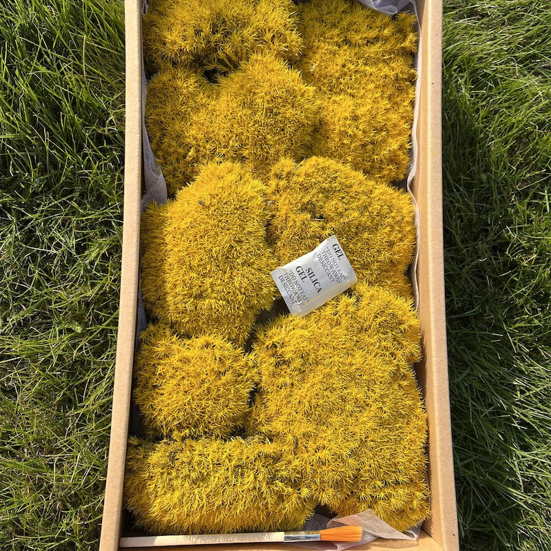 Preserved Moss - Etsy