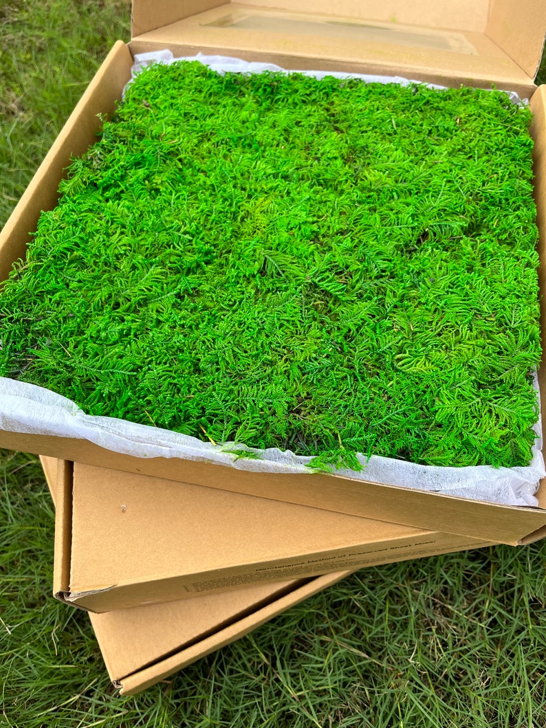 Preserved Sheet Moss: Green Bulk Moss for Fairy Gardens - Etsy