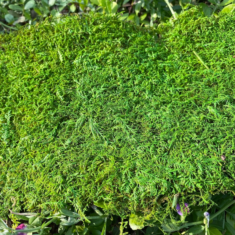 Moss Sheets - Etsy