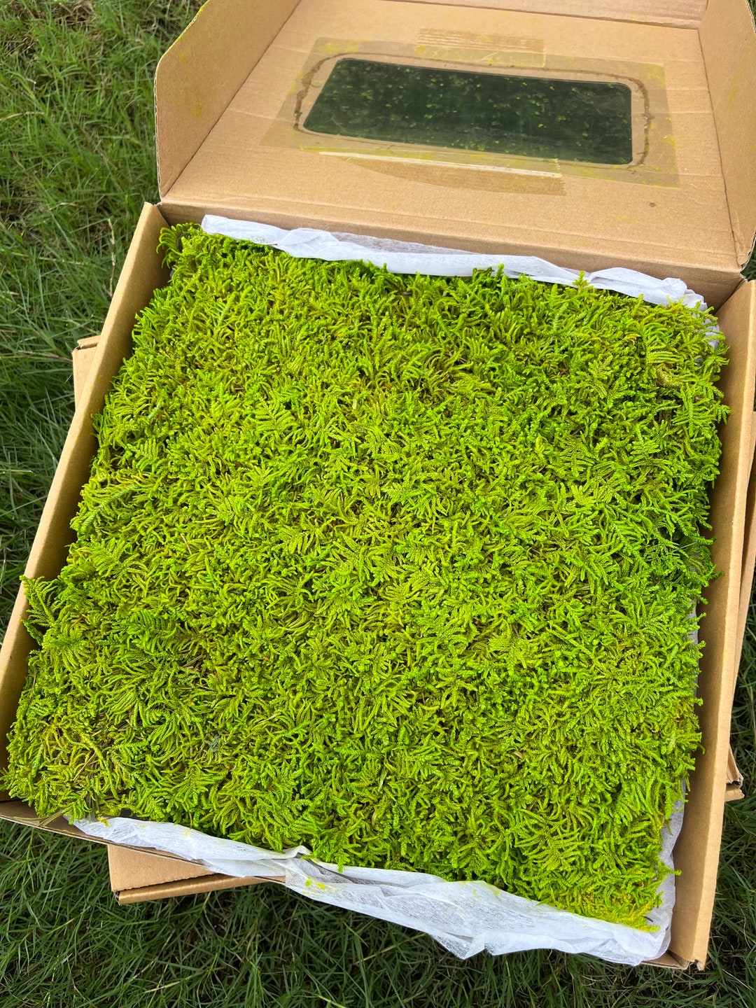 Preserved Sheet Moss: Green Bulk Moss for Fairy Gardens - Etsy