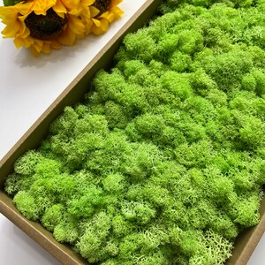 10oz Preserved Reindeer Moss Kit: Natural DIY Terrarium, Garden & Wall ...