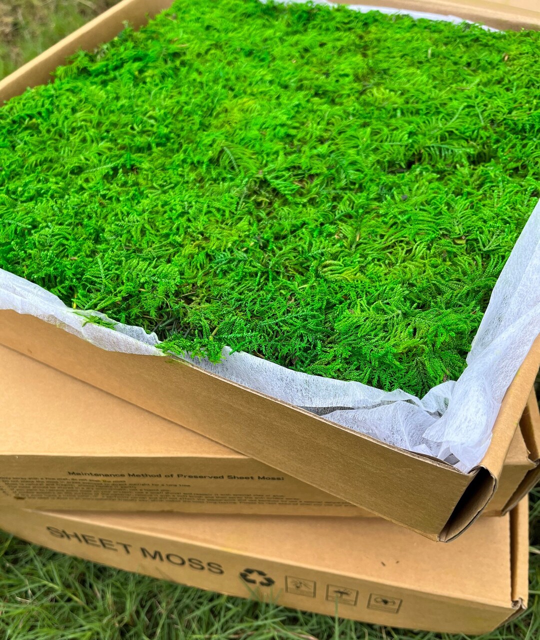 Preserved Sheet Moss: Natural Green Decor, Wall Art, Terrariums - Etsy