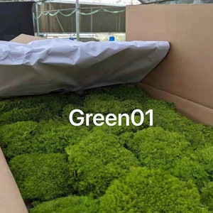 High Quality Moss Preserve Moss for Terrariums, Vivariums, Fairy ...