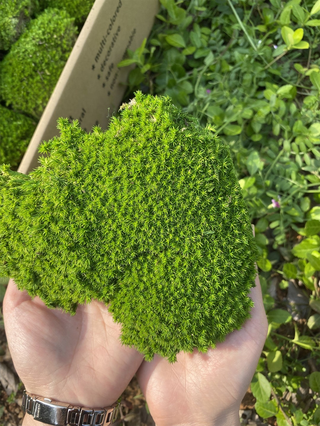 High Quality Moss Preserve Moss for Terrariums, Vivariums, Fairy ...