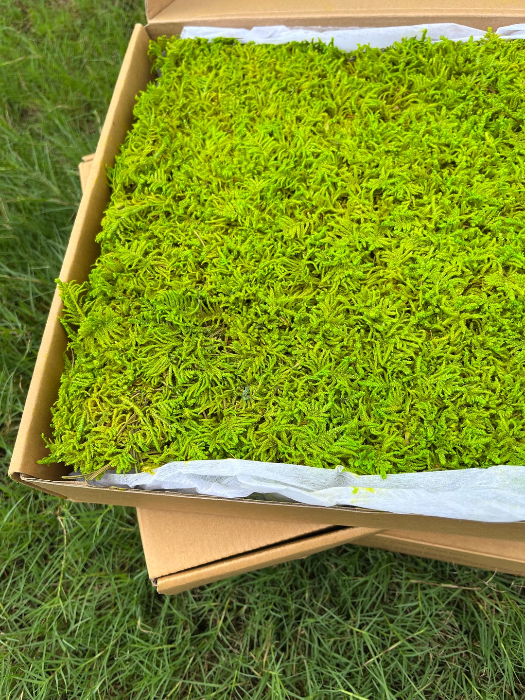 Preserved Sheet Moss: DIY Fairy Garden & Wall Decor - Etsy