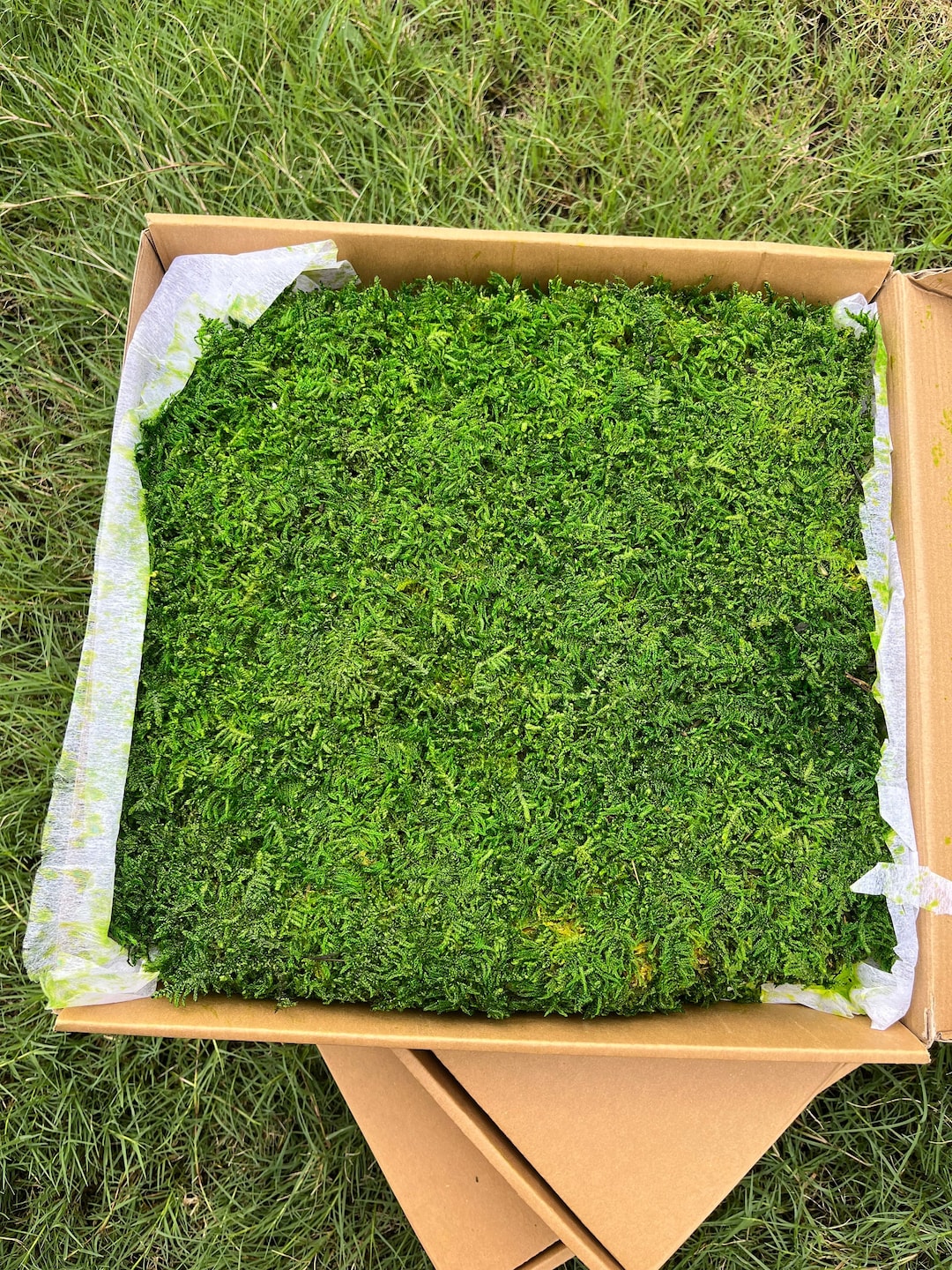 Preserved Sheet Moss: Natural Green for Terrariums & Wall Decor - Etsy