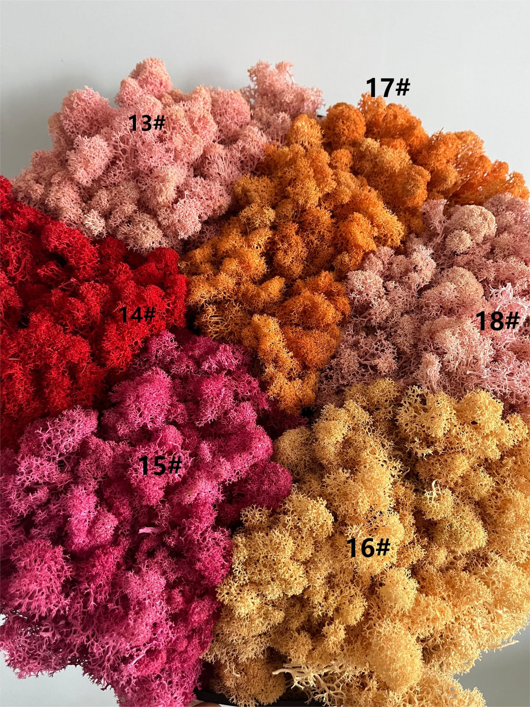 Preserved Reindeer Moss: Colored Moss for Vase Filler, Green Wall Art ...