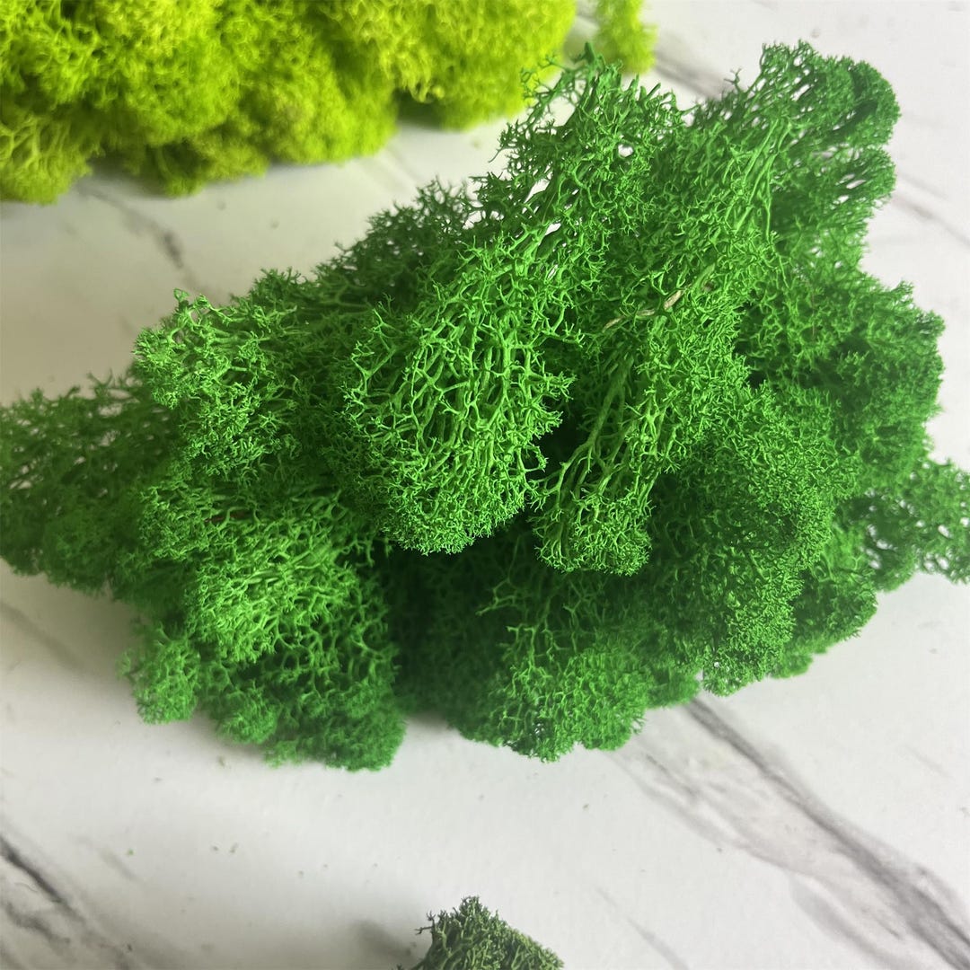 Preserved Reindeer Moss: Natural Colored Moss for Crafts & Decoration ...