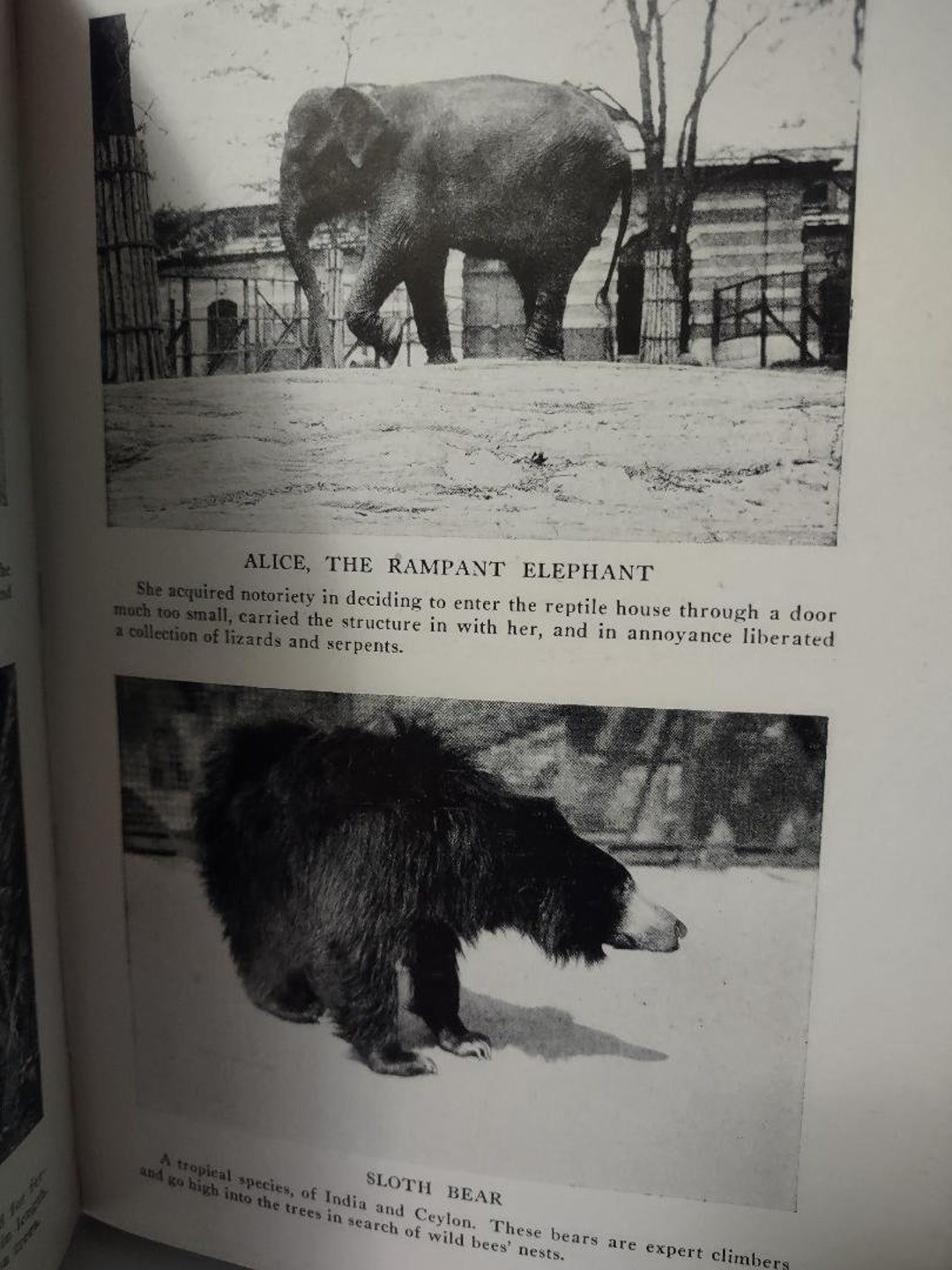Thrills of a Naturalist's Quest by Raymond L. Ditmars Antique Book ...