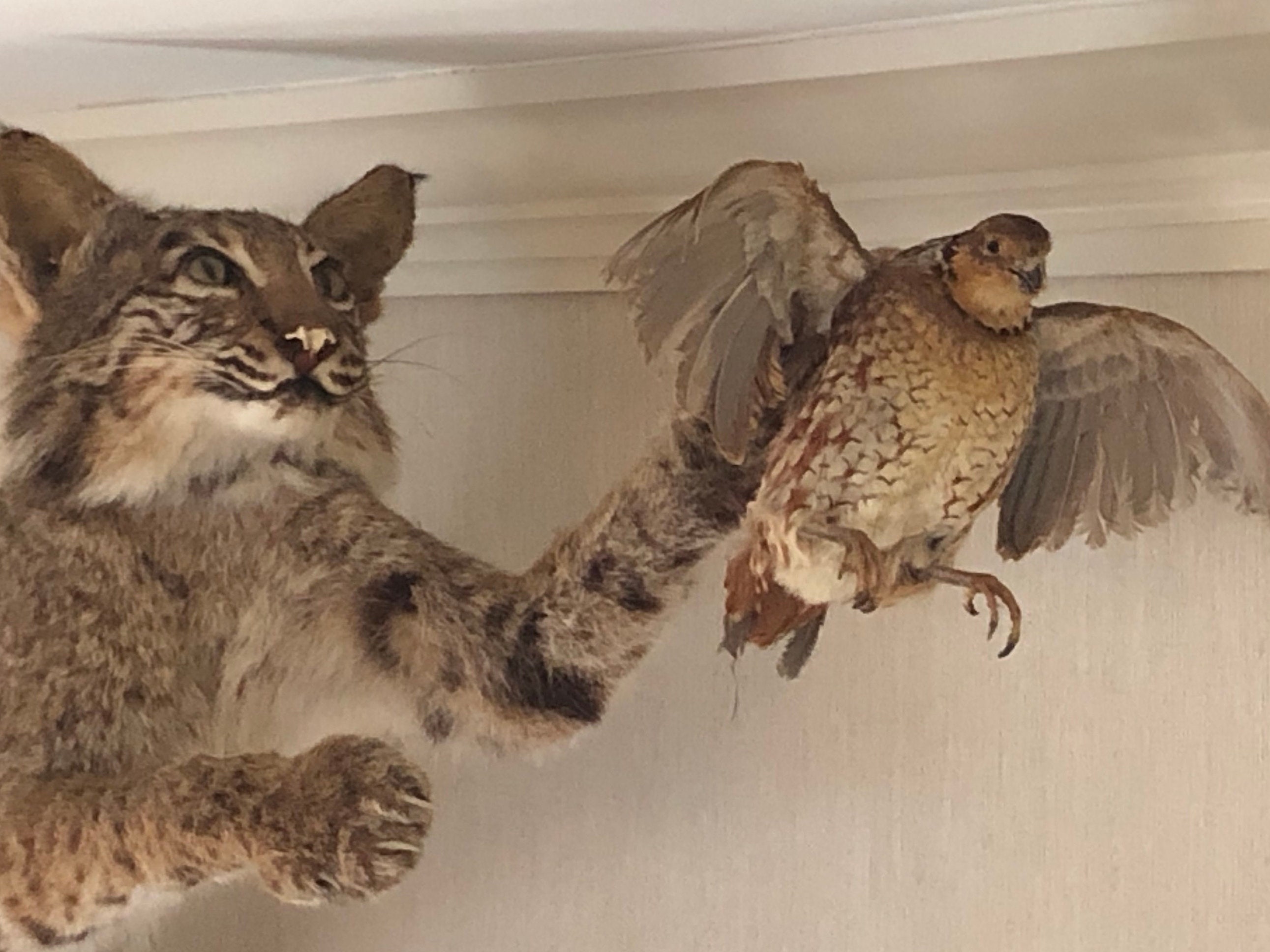 Bobcat Jumps to Catch Bird - Etsy