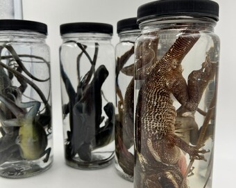 Real Taxidermy Preserved Wet Specimen Nile Monitor Lizard Reptile #1 ...