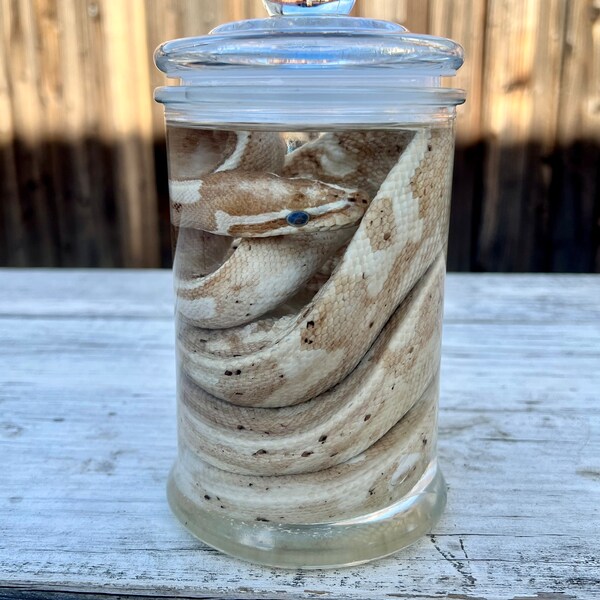 Wet Specimen - Etsy