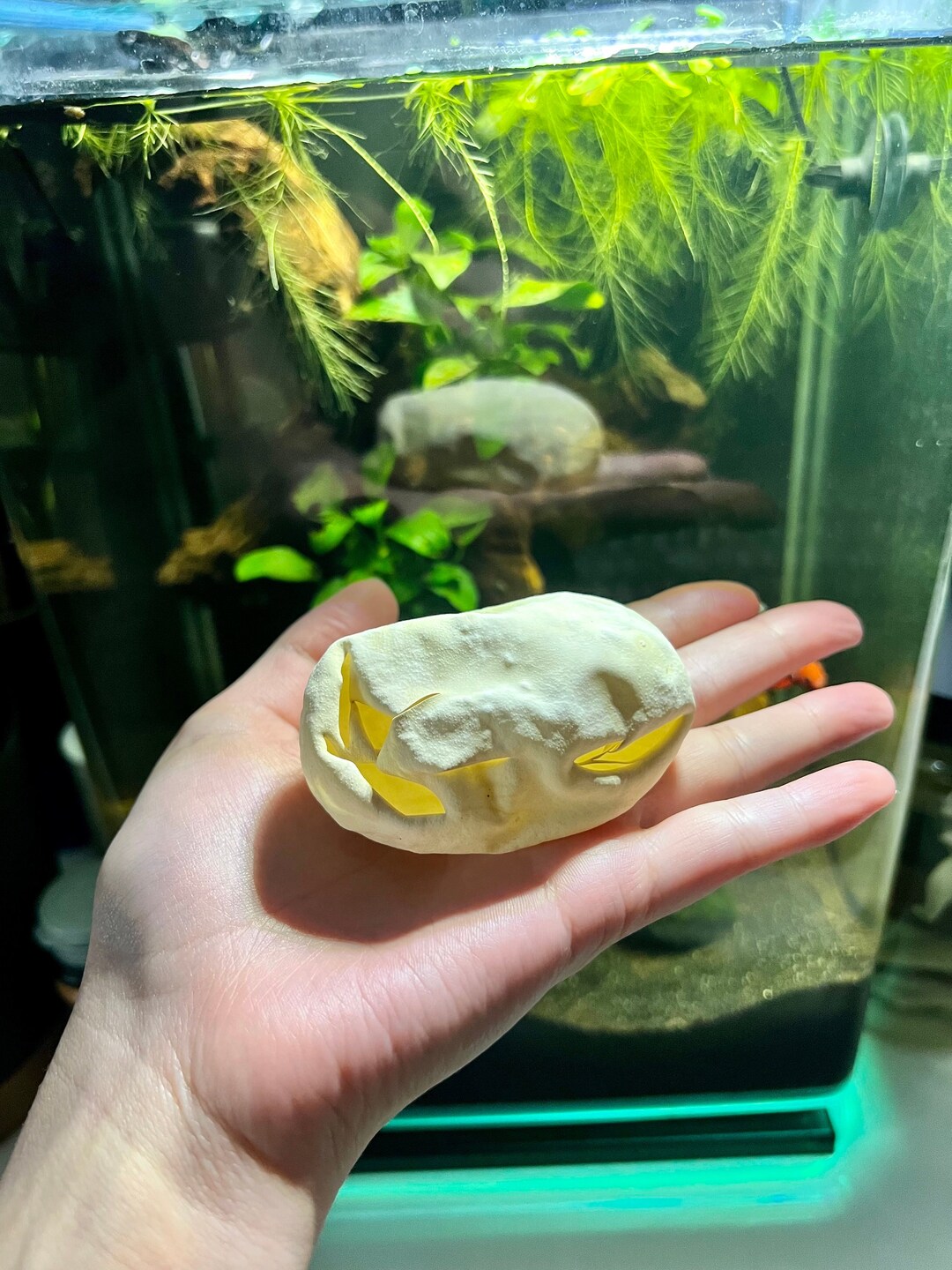 Ball Python Egg Shell - Etsy