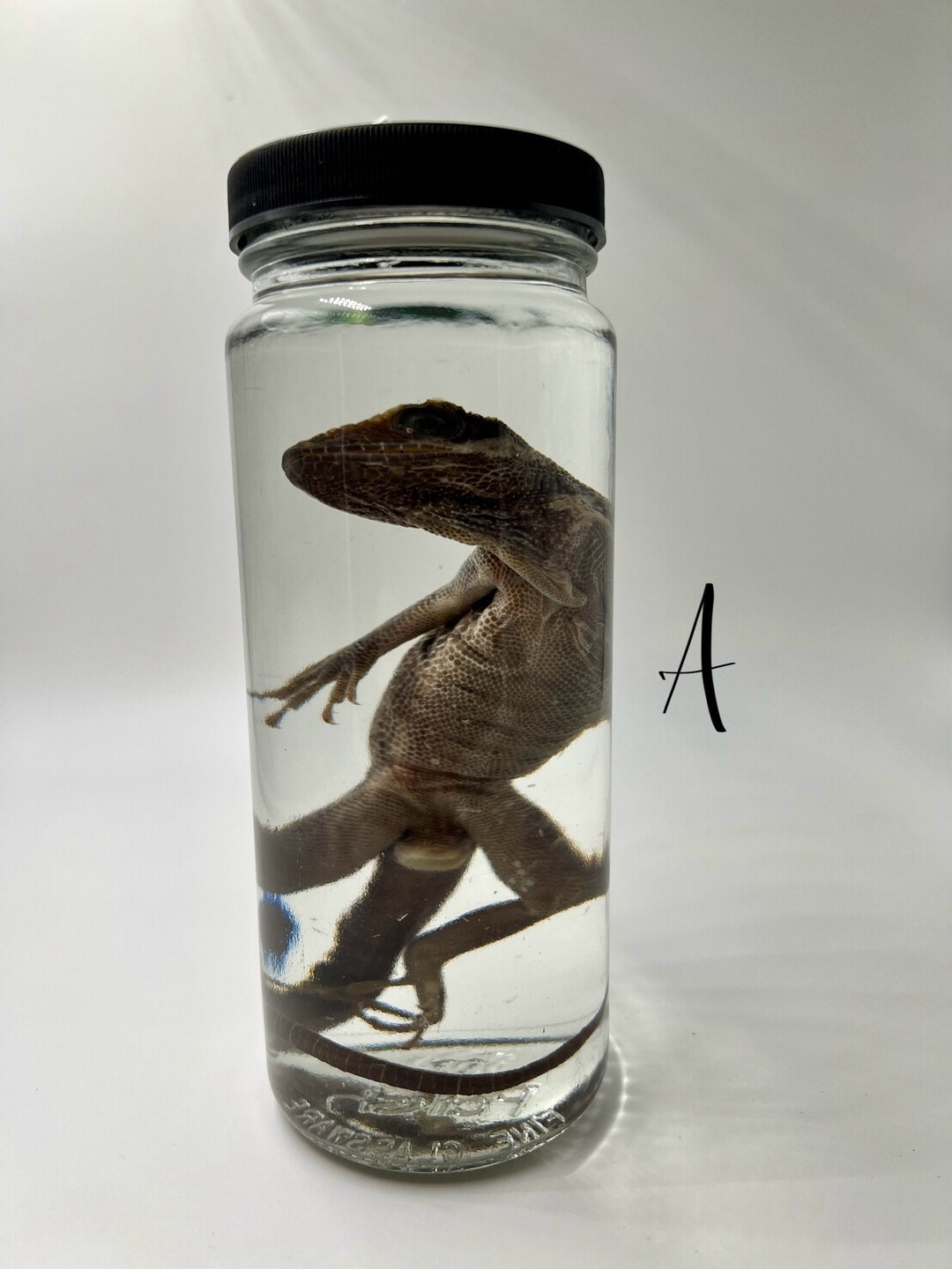 Lizard Wet Specimen (knight Anole) - Etsy