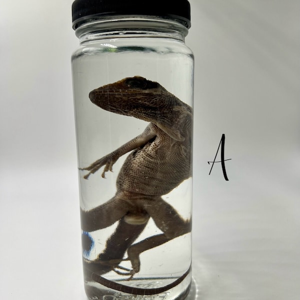 Wet Specimens - Etsy