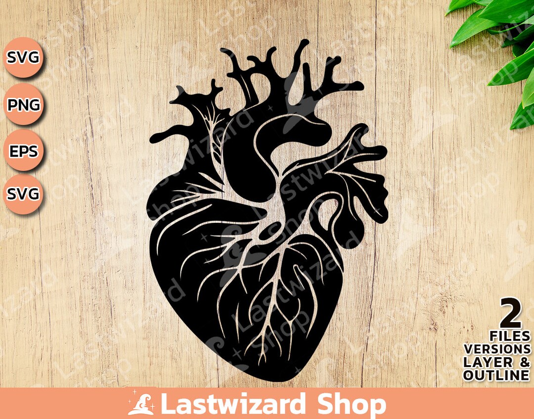 Anatomical Hearts Svg, Human Heart Svg, Cadio Svg, Heart Anatomy Svg ...