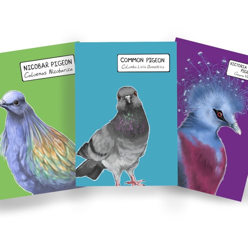 Pigeon Postcards - Etsy
