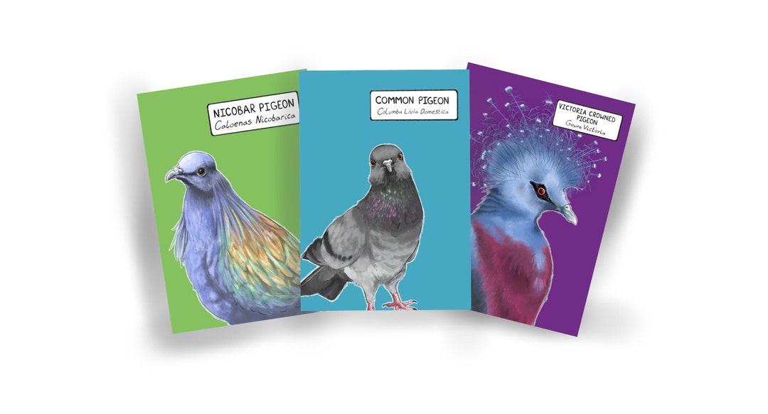Pigeon Postcards - Set of 3 Postcards - A6 Blank - Etsy