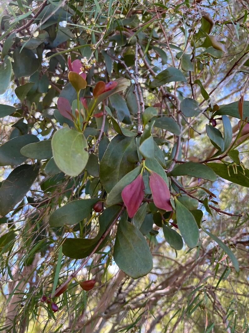 Mistletoe Bunches Native Eco Friendly Holiday Decorating - Etsy Australia