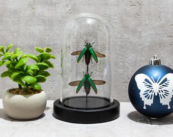 Beetle in Bell Jar - Etsy