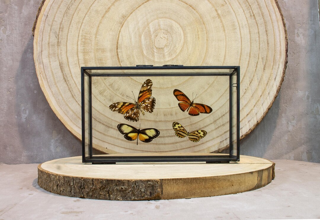 Glass Box Mixed With Butterflies - Etsy