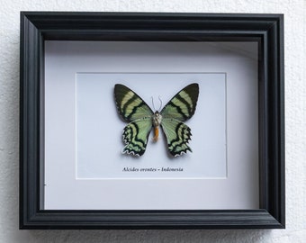 One Marvelous Moth Alcides Orontes Uranidae Wings Closed | Etsy