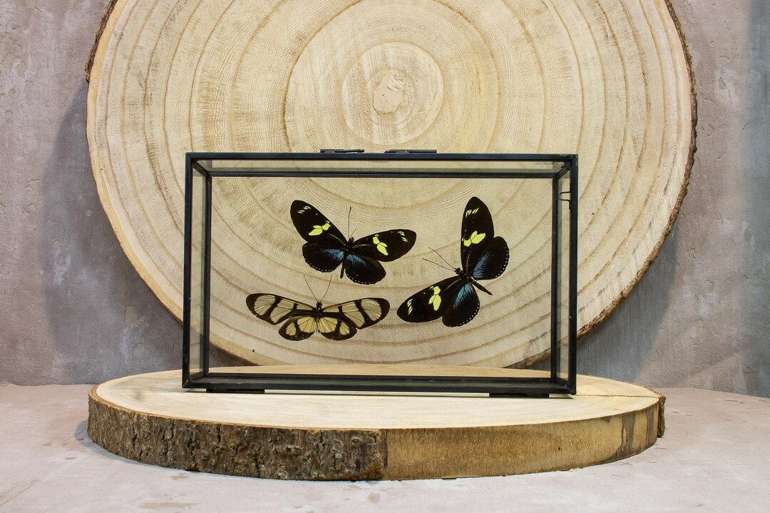 Glass Box Mixed With Butterflies - Etsy